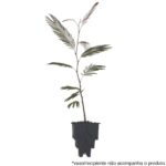 Angico preto - Anadenanthera colubrina - Fábrica de Árvores - O viveiro ...