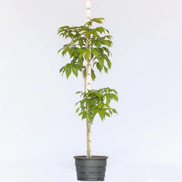 Ipê roxo sete folhas - Handroanthus heptaphyllus - Fábrica de Árvores ...